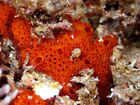 Chain Tunicate From Toowoon Bay Nsw Australia On December 26 2022 At