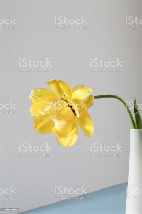 흰색과 파란색 배경에 꽃병에 노란색 튤립 복사 공간을 복사합니다 원예 개념 발렌타인 데이 여성과 어머니의 날 생일 축하 부활절을