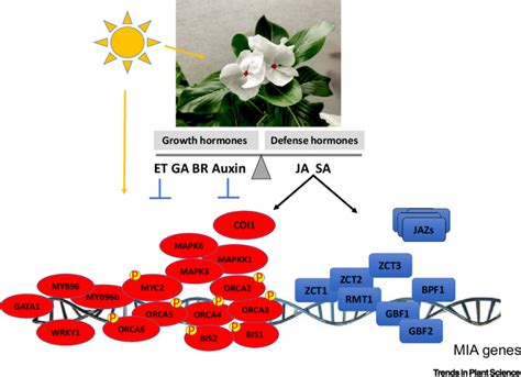 Coordinated Control Of The Monoterpenoid Indole Alkaloid Mia Pathway