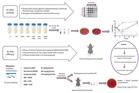 Antibiotics Free Full Text Carbapenem Combinations For Infections