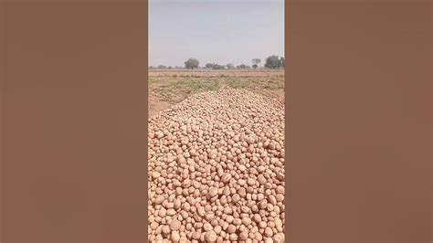 Aaloo Hi Aaloo Shortsvideo Aaloo Youtube