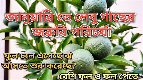 জানুয়ারি মাসে লেবু গাছে ফুল আসার সময় এই পরিচর্যা গুলি অবশ্যই করুন 🍋