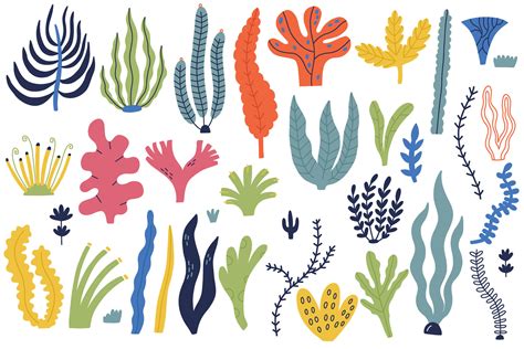 Big Set Cute Hand Drawn Sea Algae 27570783 Vector Art At Vecteezy