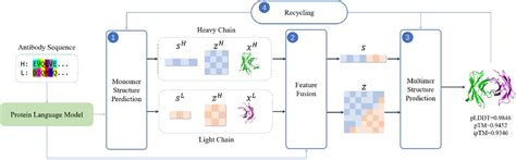 Tfold Ab A Novel Antibody Structure Prediction Method Without Sequence Homologs Cbirt