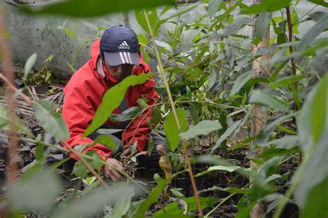 Reforestasi Berbasis Masyarakat Di Taman Nasional Bromo Tengger Semeru