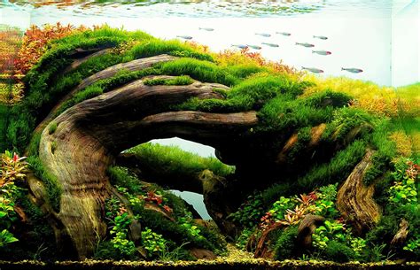 Iwagumi Nature Style Aquascape Design Kabar Tepat