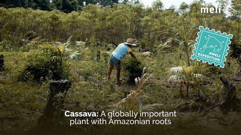 Cassava A Globally Important Plant With Amazonian Roots Meli