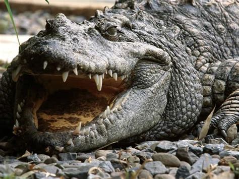 Geografilia Gustave Crocodilul Mâncător De Oameni