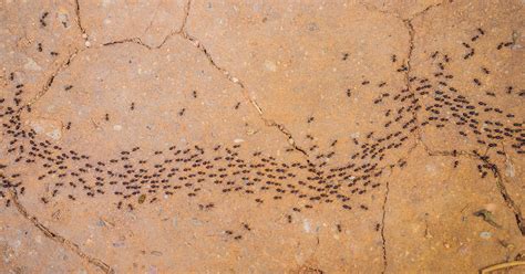 Phoenix Pest Control Common Spring Pests In Arizona Anteater