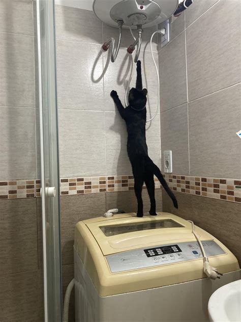 Long Void Rblackcats