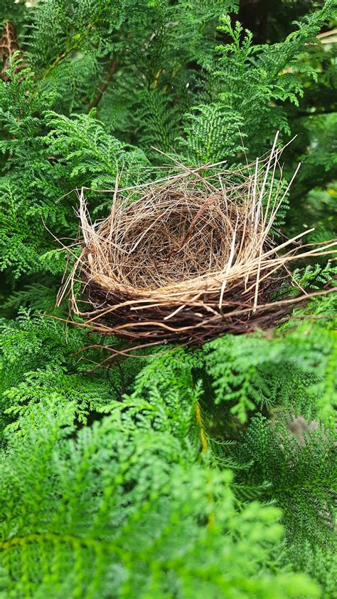 Empty Nester Creates Meaningful Mothers Day Dawn Christine Simmons