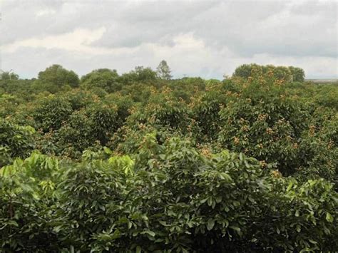 ที่สวน 19ไร่ 3 งาน 20 ตรว ต่ำกว่าราคาประเมิน ที่ดินร้อยแปด คอม