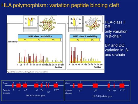 Ppt Hla Typing Association For Transplantation And Disease Powerpoint Ppt Hla Typing Association For Transplantation And Disease Powerpoint