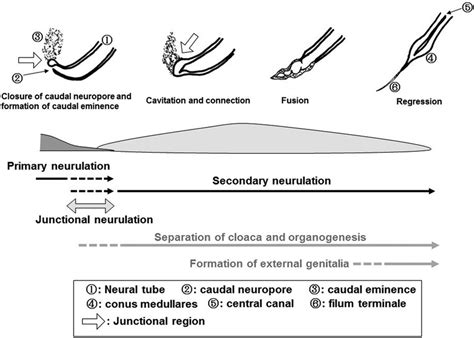 Secondary Neurulation Indicated By Lighter Shading At The End Of Download Scientific Diagram
