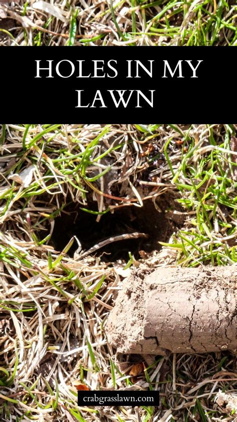 Small Holes In Lawn Overnight Causes How To Fill Them Artofit