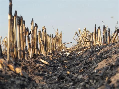 Se Dañan Cultivos De Maíz Y Sorgo Al Propagarse Quema De Soca