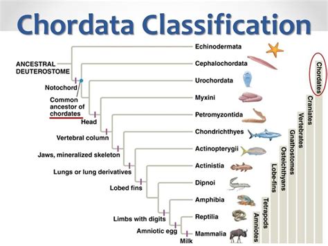Animal Classification Atar Biology