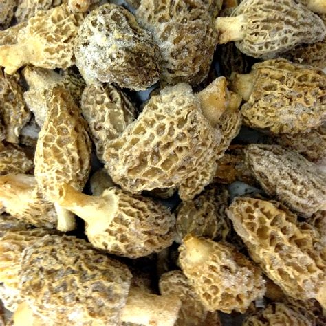 Frozen Whole Morel Mushrooms ~ 190g