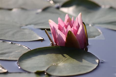 Free Images Blossom Leaf Flower Petal Green Botany Pink Sacred