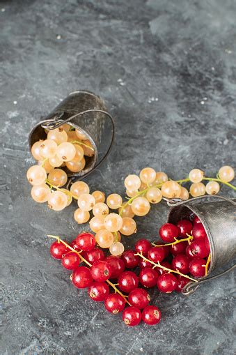 익은 유기 빨간색과 흰색 건포도 작은 금속 양동이 검은색 정 복사 공간 여름 딸기 수확 건강한 생활방식에 대한 스톡 사진 및