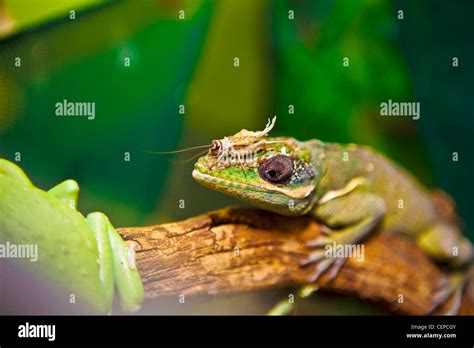 A Lizard On A Branch With A Grasshopper On Its Nose Edmonton Alberta