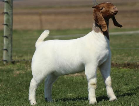 Double B Boers Logansport In