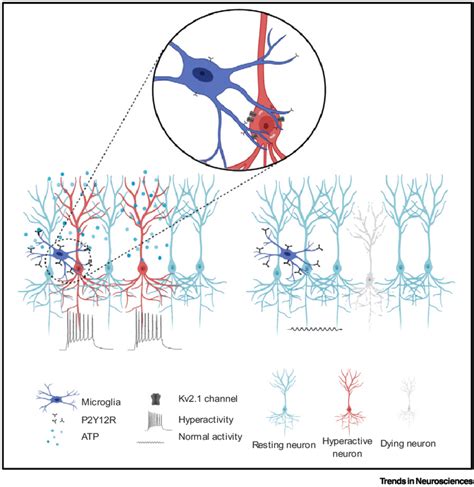 Microglia Neuron Interactions During Hyperactivity States Purinergic Download Scientific
