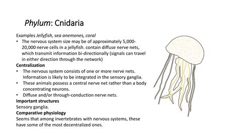 Vertebrate And Invertebrate Nervous System Physiology Pptx