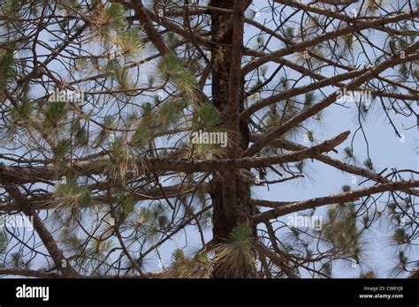 Cross Section Of A Pine Tree With The Tree Trunk Branches And The Needles Stock Photo Alamy