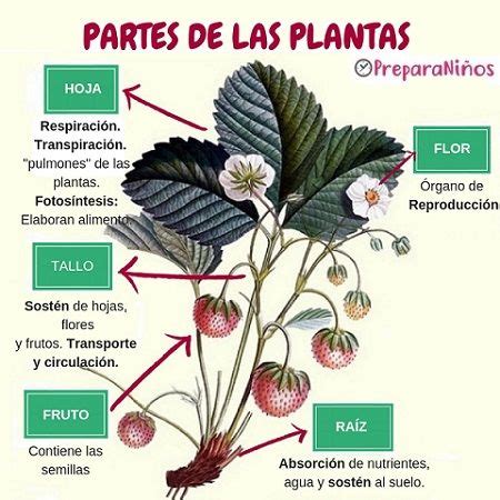 ニュース 手首 家事 funciones de partes de las plantas 殺人者 受け継ぐ 希望に満ちた