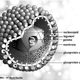 Virtual Three Dimensional Model Of Human Cytomegalovirus Showing