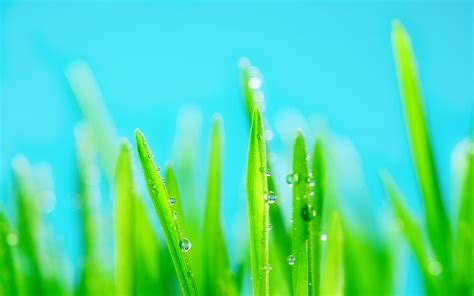 Download Nature Grass Hd Wallpaper