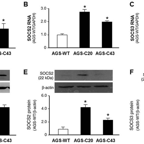 Expression Of Socs1 Socs2 And Socs3 At The Rna And Protein Levels In