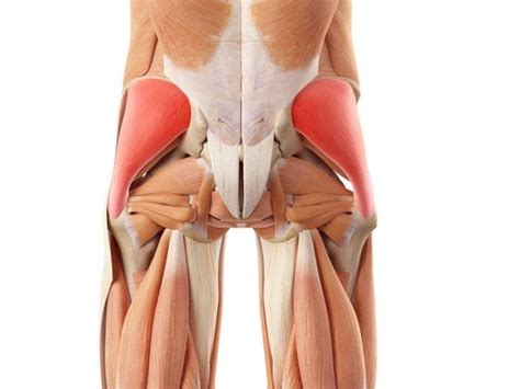 Scm Trigger Points How To Find And Release