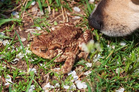 Combat Cane Toad Poisoning In Dogs The Pet Medic Training