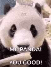 Panda Funny  Panda Funny Discover And Share S