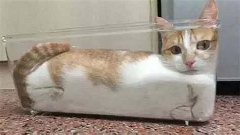 液体猫图片 证明猫是液体的图片 随意云