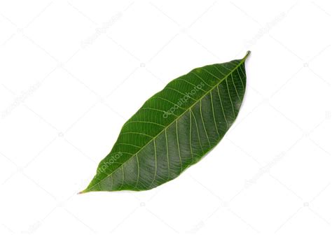 Hoja De árbol De Goma Aislada Sobre Fondo Blanco Para árbol De Caucho