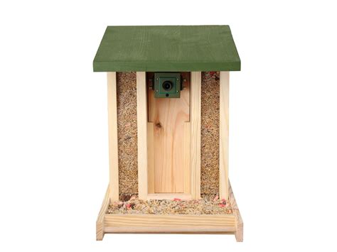 When Do Hedgehogs Hibernate Everything You Need To Know Green Feathers