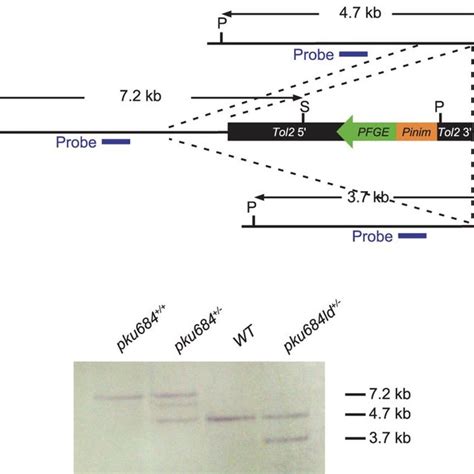 Efficiency Of Tol2 Transposon Excision In Et Gata2a Egfp Pku684 Download Table