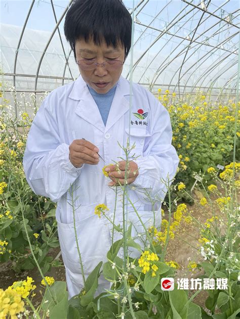 科技赋能田园，种业“强芯”助力乡村振兴全鲁科进行品种