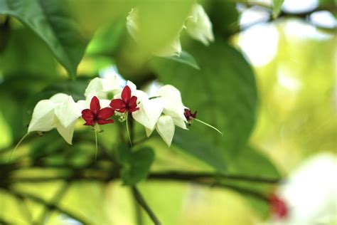 How To Grow And Care For Bleeding Heart Vine Glory Bower