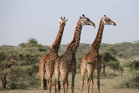 Girafe