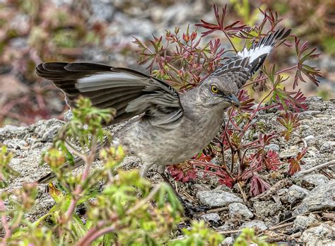 Mockingbird Photograph By Saga Imagery Kevin And Susanne Dickman Pixels
