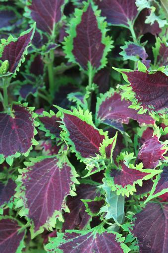 관 엽 식물에 장식 녹색과 붉은 구조물이 잎의 이미지 연간 여름 정원 침구 식물 성장 플라스틱 화분 멀티 컬러 단풍 벽지의 구조물이 잎 화분의 배경 햇빛에 성장 그려진 쐐기