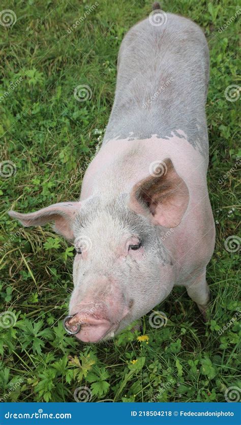 Pink And Black Pig With Big Ears And Nose Ring Rooting In The Grass