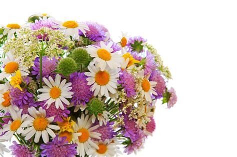 Chamomiles 및 절연 필드 Scabious 꽃 꽃다발 개체 그룹에 대한 스톡 사진 및 기타 이미지 개체 그룹 꽃