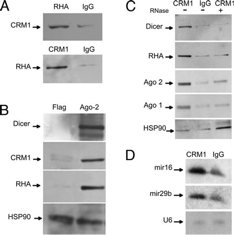 CRM1 mediates nuclear-cytoplasmic shuttling of mature microRNAs | PNAS
