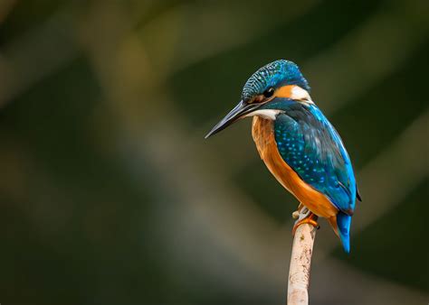 Runway Image To Video Updated Model Raivideo