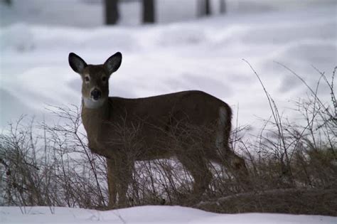 Washington Scientists Study Whitetail Migration Patterns Outdoorhub